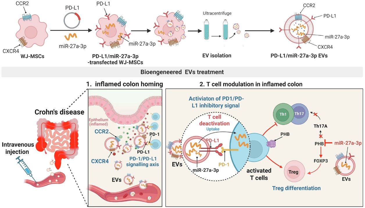 49. Engineered extracellular vesicles reprogram T cells by targeting PD ...